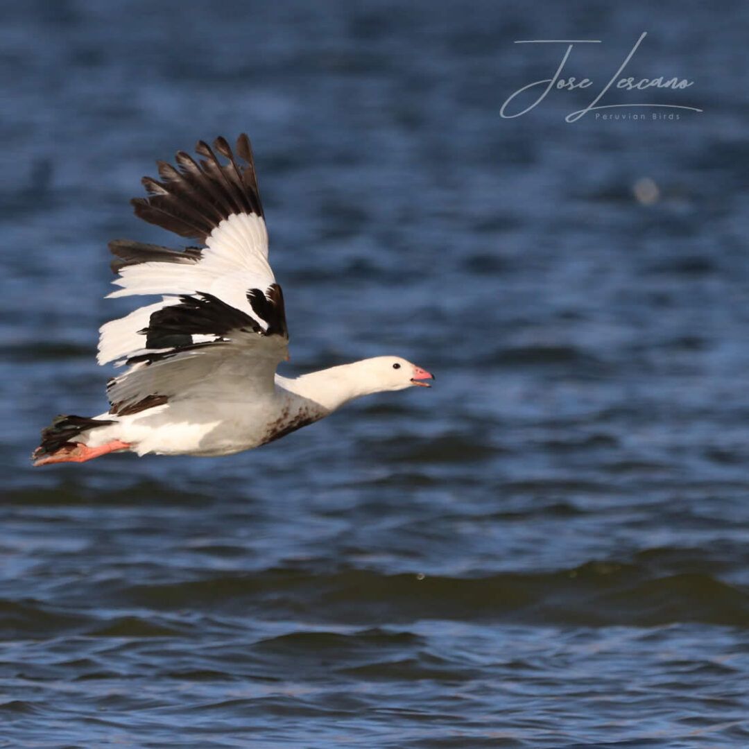 Cusco Birding Tour: Hummingbirds, Endemics & Wetlands (Extended Half ...