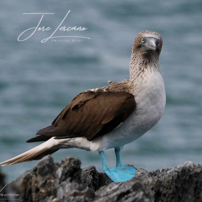 Lima Coast Birding Tour (Half-Day) - Machupicchu Cusco Birding