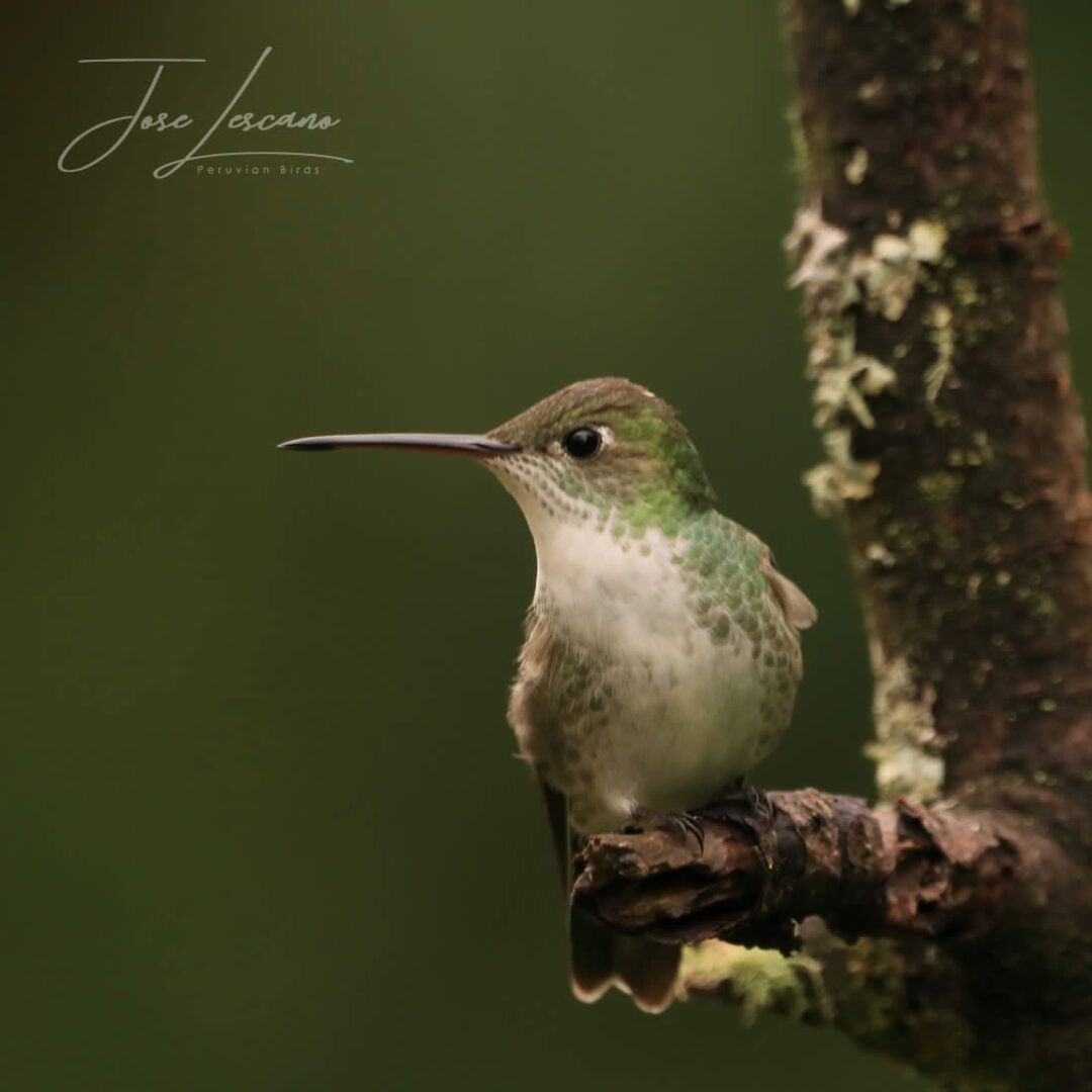 Cusco Birding Tour: Hummingbirds, Endemics & Wetlands (Extended Half ...