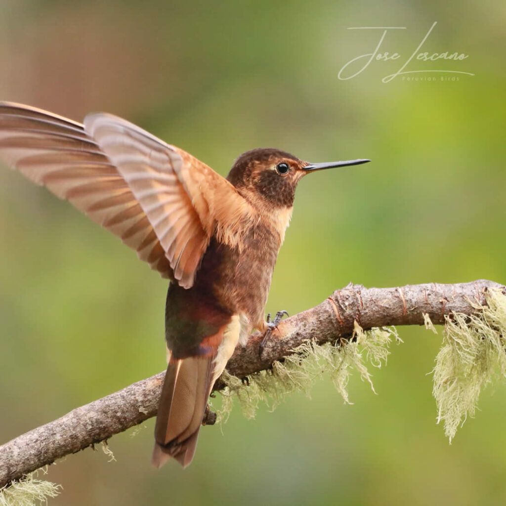Cusco Birding Tour: Hummingbirds, Endemics & Wetlands (Extended Half ...