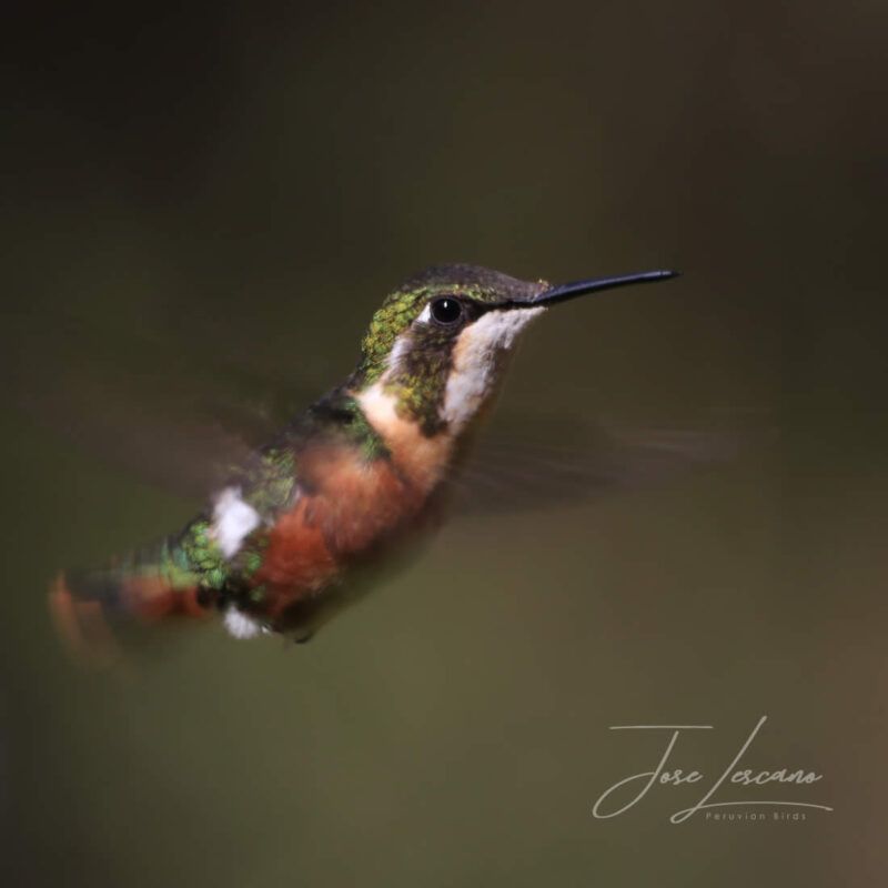 Cusco Birding Tour: Hummingbirds, Endemics & Wetlands (Extended Half ...