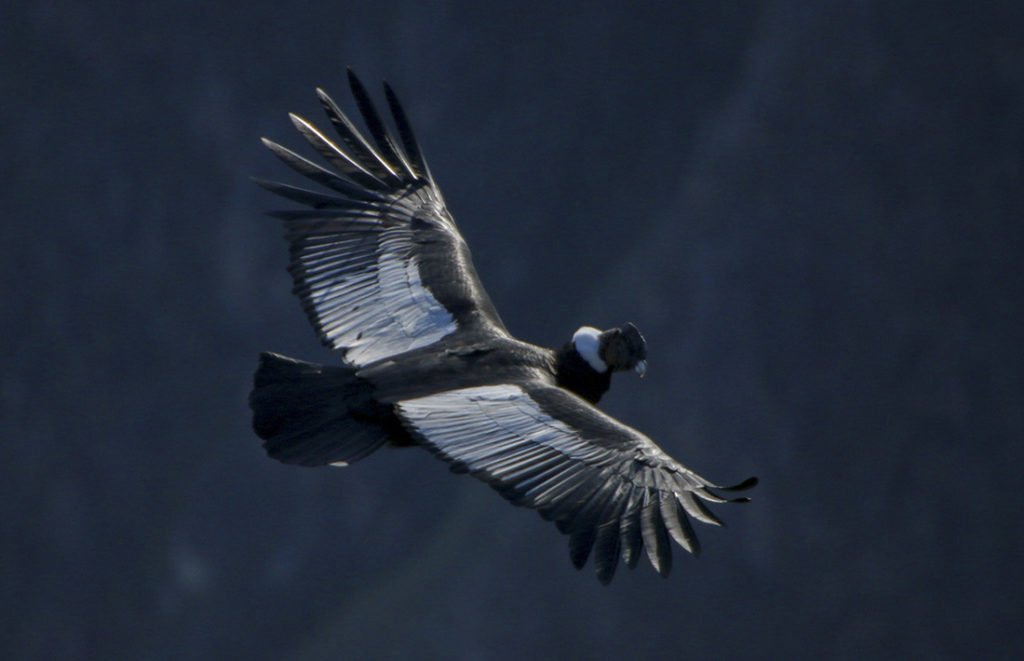 Machupicchu Cusco Birding – The best place to enjoy bird watching