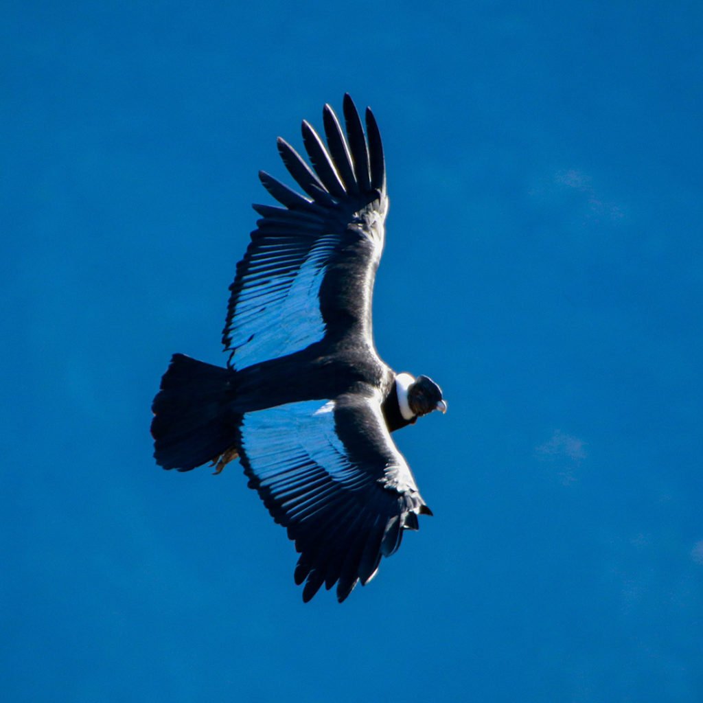 Cusco Birdwatching: Condors of Cusco – Machupicchu Cusco Birding