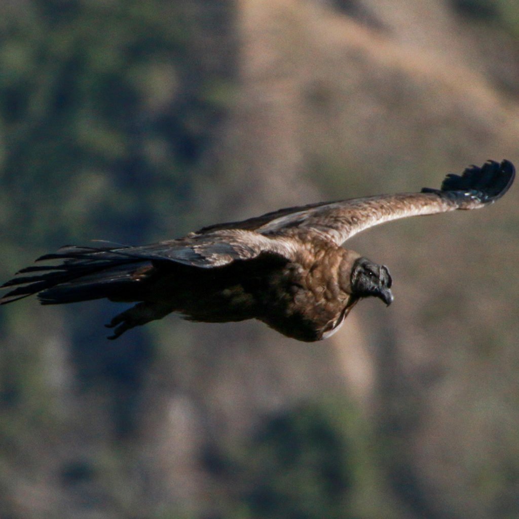 Cusco Birdwatching: Condors of Cusco – Machupicchu Cusco Birding