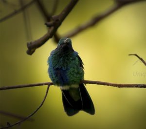 Machupicchu Cusco Birding: Birdwatching and Photography tours in Peru