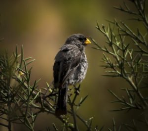Machupicchu Cusco Birding: Birdwatching and Photography tours in Peru