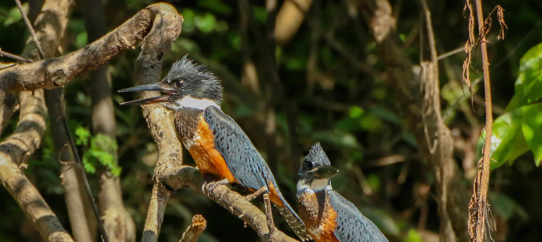 Machupicchu Cusco Birding: Birdwatching and Photography tours in Peru