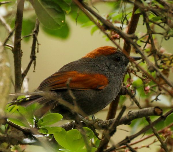Machupicchu Cusco Birding: Birdwatching and Photography tours in Peru