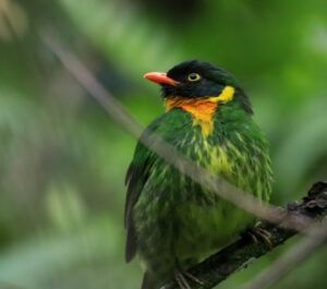 Machupicchu Cusco Birding: Birdwatching and Photography tours in Peru