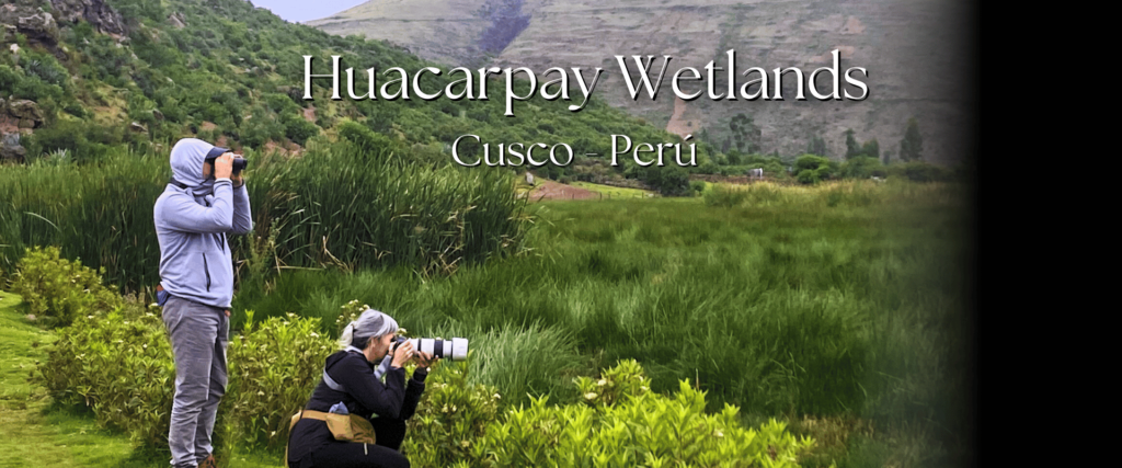Huacarpay Wetlands – Cusco, Perú – Machupicchu Cusco Birding