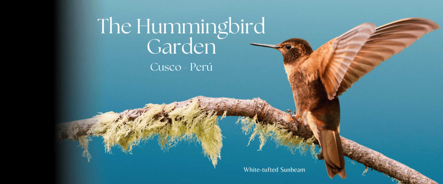 Ensifera Camp Hummingbird Garden – Cusco, Perú – Machupicchu Cusco Birding