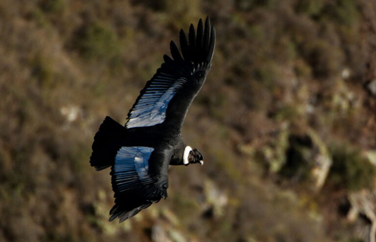 Machupicchu Cusco Birding – The best place to enjoy bird watching